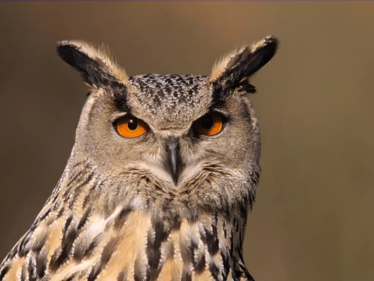 Le Hibou : Messager Spirituel et Symbole de Transformation Personnelle ...