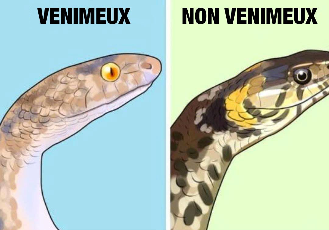 Morsure de serpent ? Voici le geste urgent à effectuer immédiatement ...
